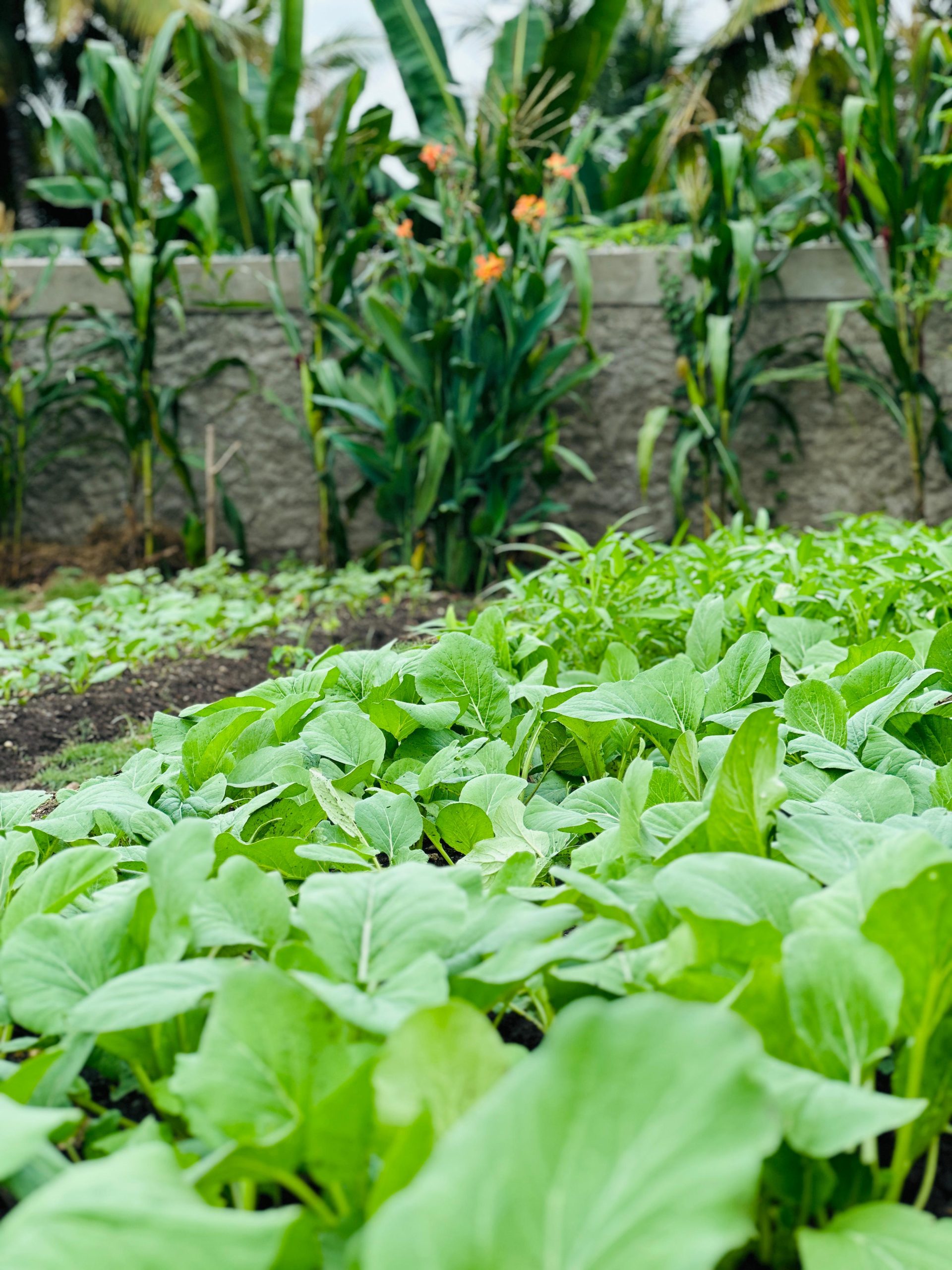 Morika Villa in Sumba | Sumba Villa direct beach access